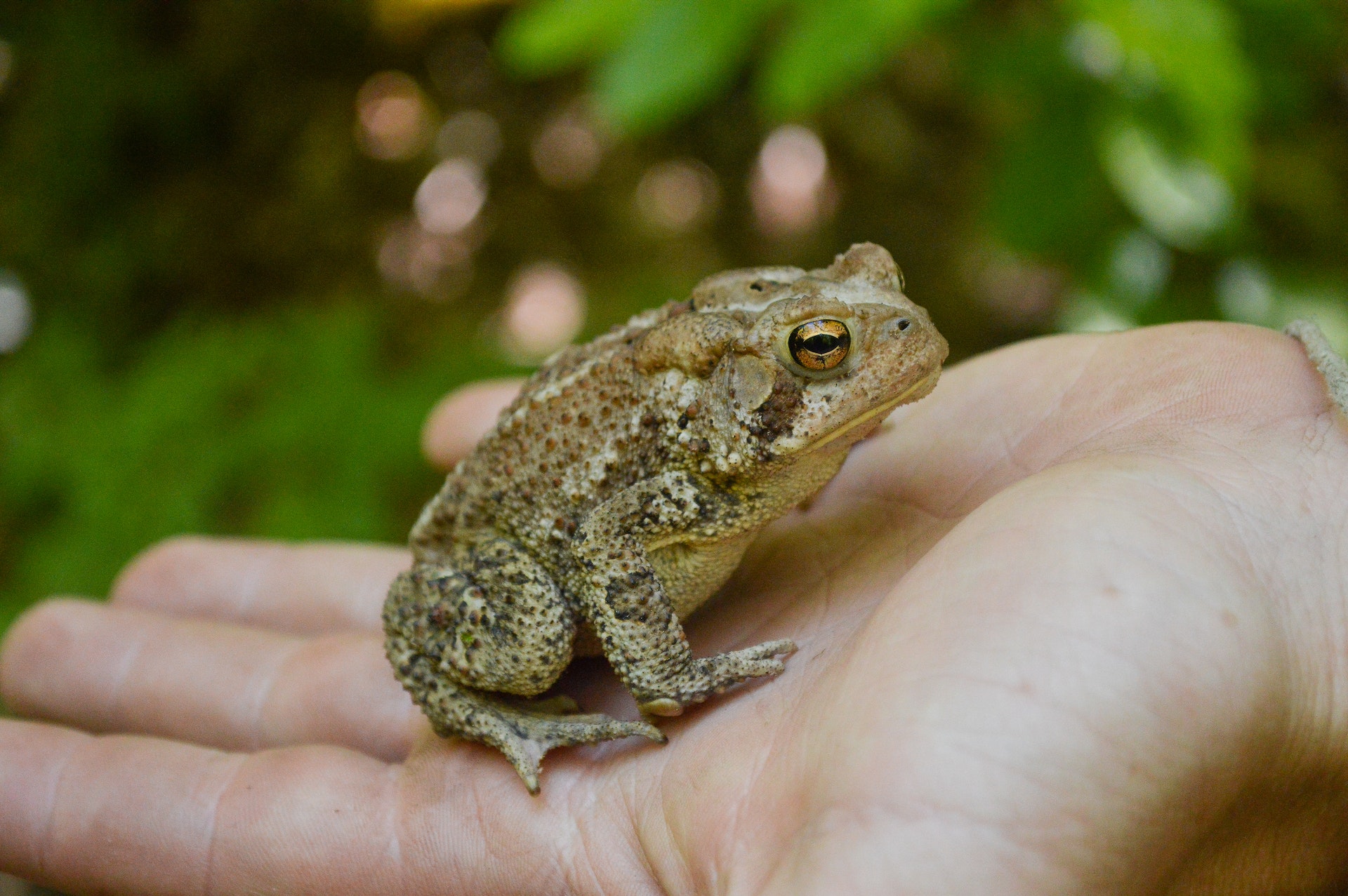 What Does A Dream About Frog Images Mean Explore Your Dream Life