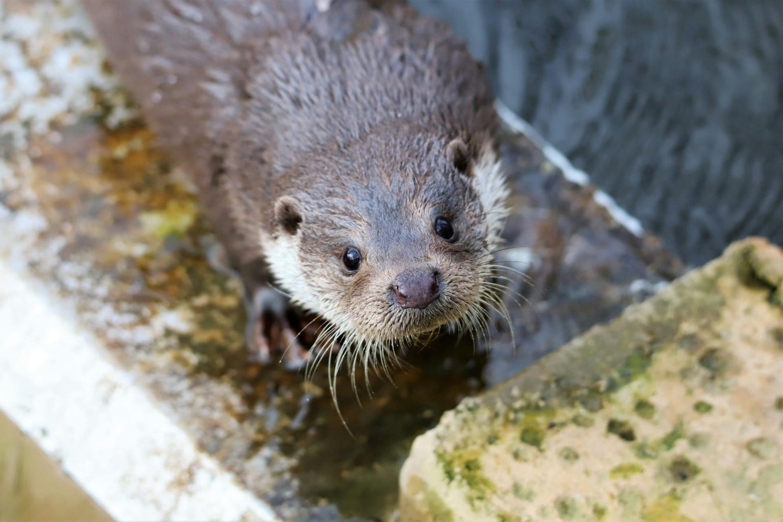 What Does It Mean to Dream About Otter? - Explore Your Dream Life