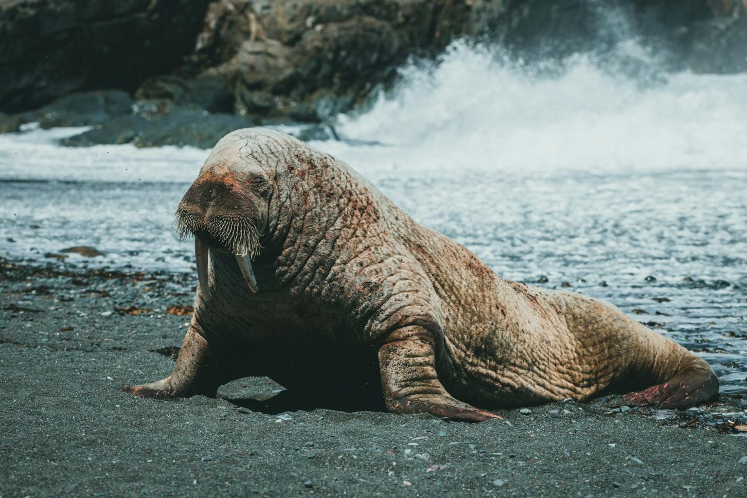 What Does It Mean to Dream About a Walrus? - Explore Your Dream Life