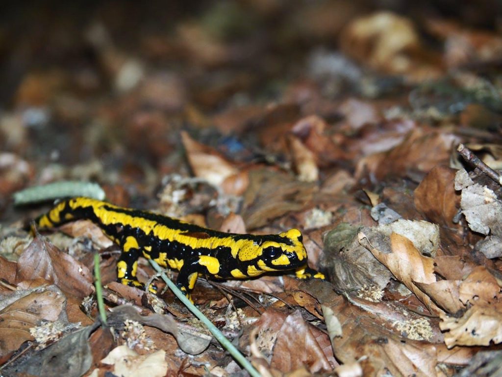 What Does It Mean to Dream of a Salamander? - Explore Your Dream Life